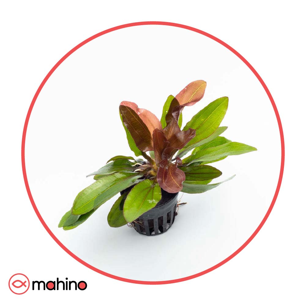 گیاه آکواریومی اچینودروس رد روبین