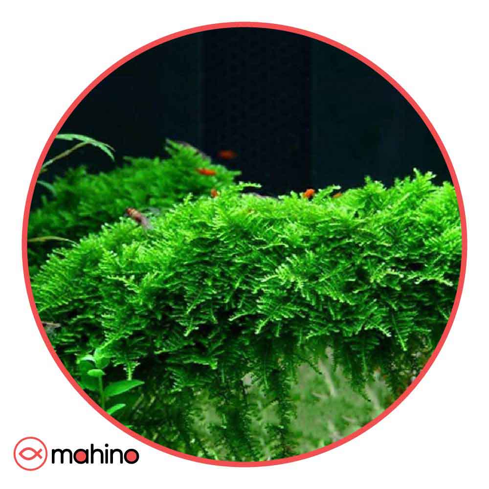 خزه آکواریومی کریسمس